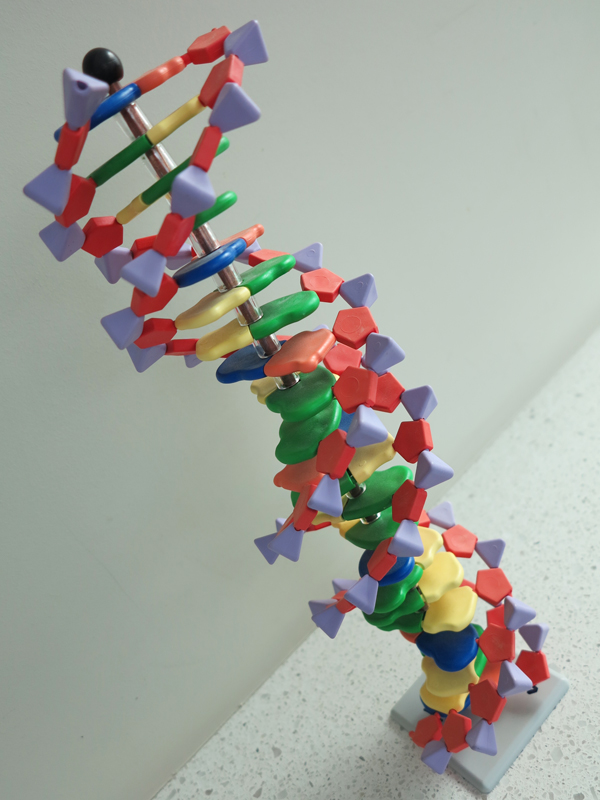 The vertical rod in the center of the DNA molecule – Making Science Public